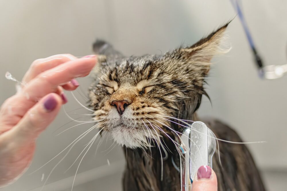 How to keep the house clean when you have a cat? | Trash Removal Solutions